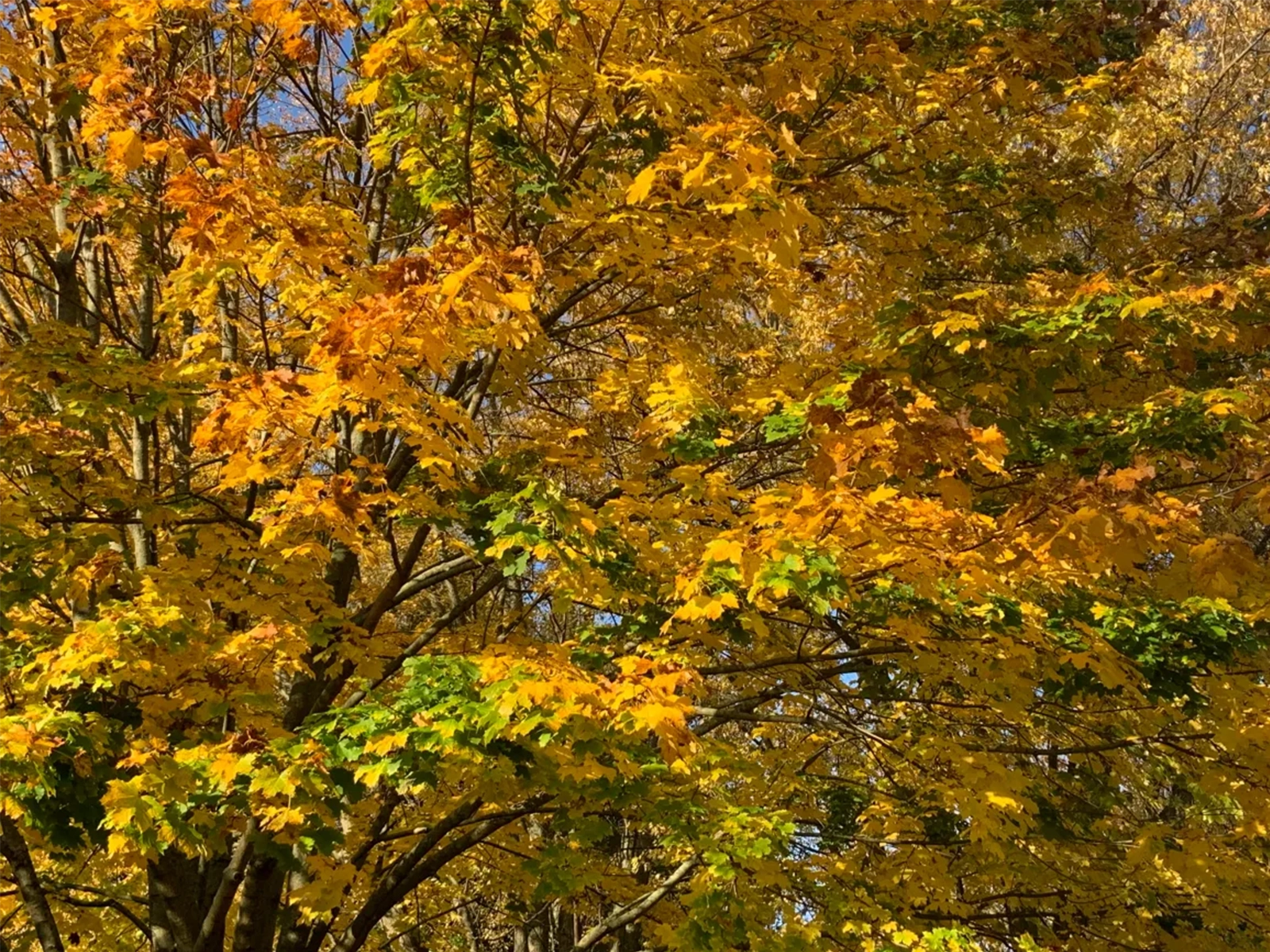 The View from 800 Miles - New England Commission Higher Education